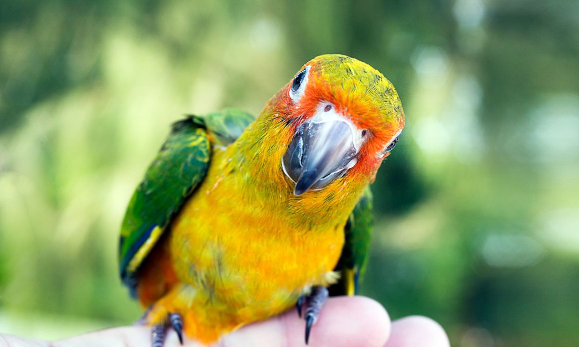 Can Parrots Eat Cheese? | Petoa